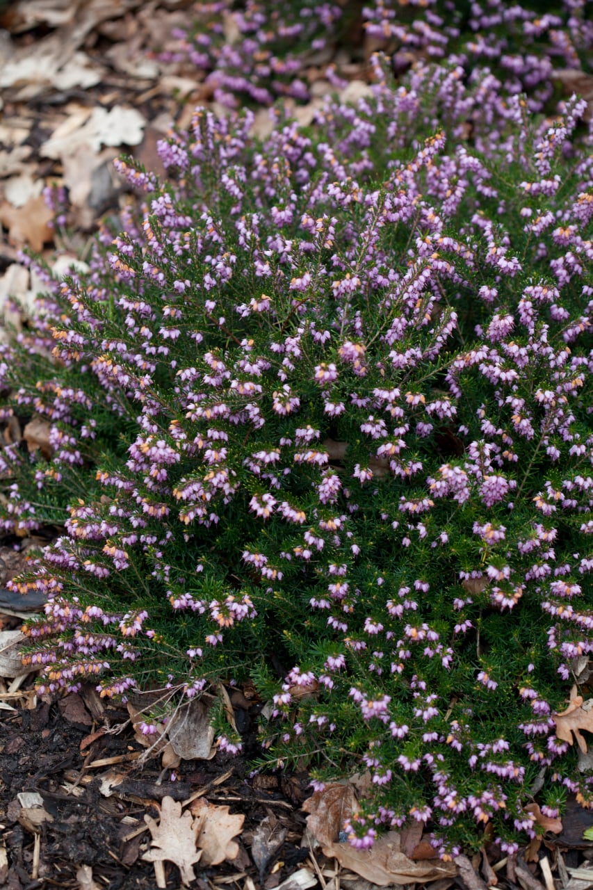 Erica × darleyensis &Darley Dale& | heather &Darley Dale& Shrubs/RHS ...