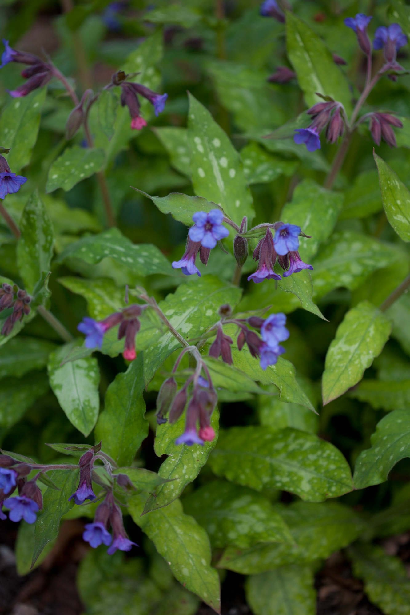 Pulmonaria longifolia &Roy Davidson& | lungwort &Roy Davidson ...