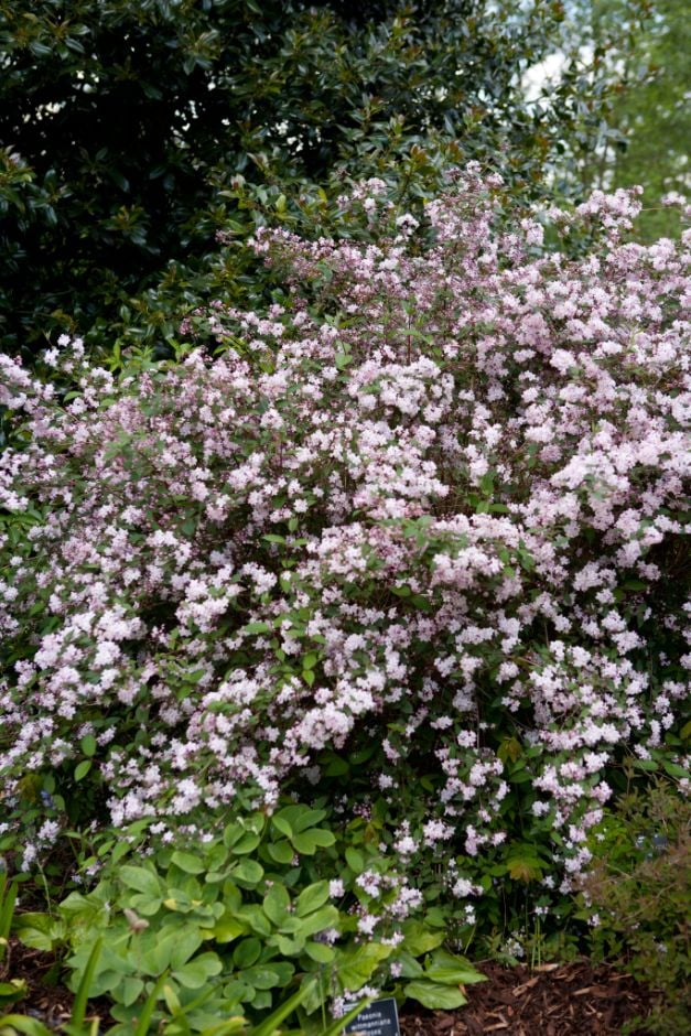 Deutzia × elegantissima | most beautiful deutzia Shrubs/RHS Gardening