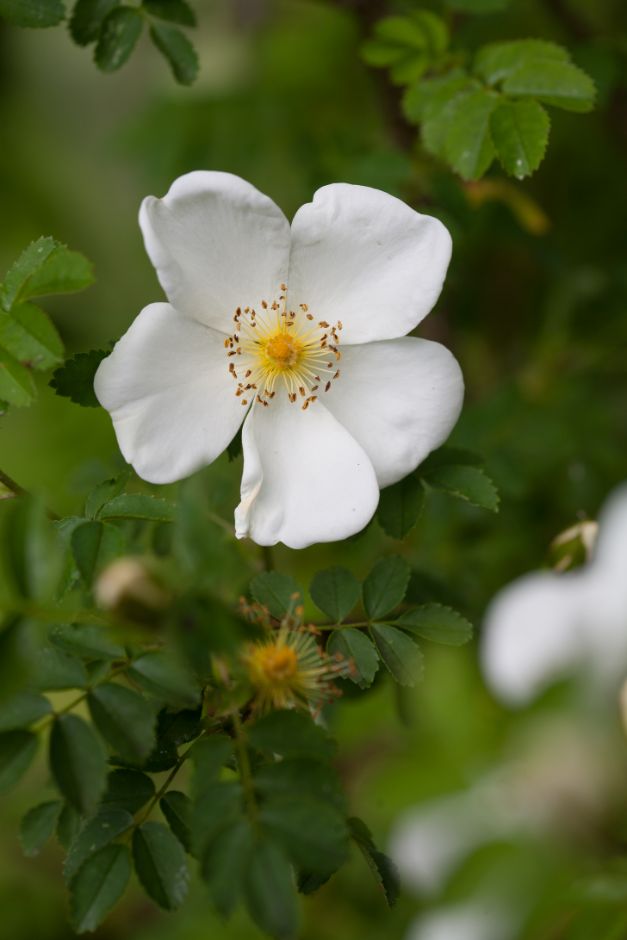 Rosa spinosissima | Scotch rose/RHS Gardening