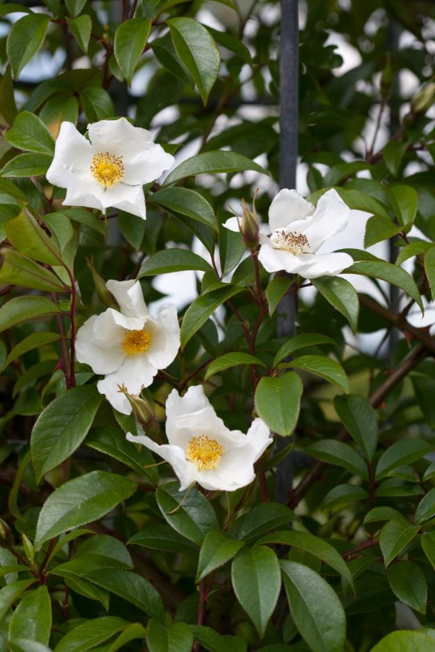 Rosa &Cooperi& (Ra) | Cooper&s Burma rose Climber Wall Shrub/RHS Gardening