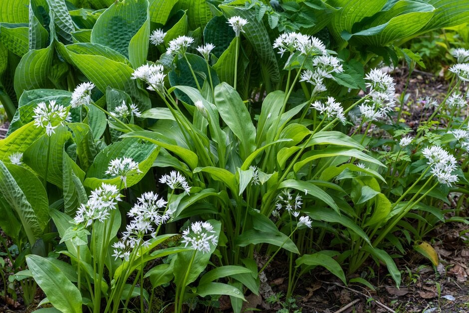 Allium ursinum | ramsons Bulbs/RHS Gardening