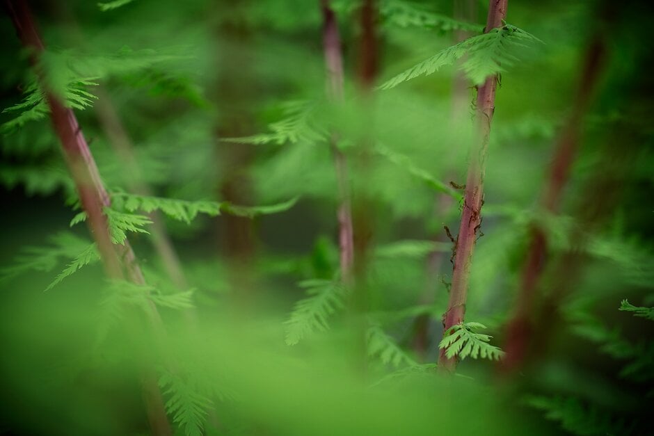 Athyrium niponicum &Lady in Red& | Ferns/RHS Gardening