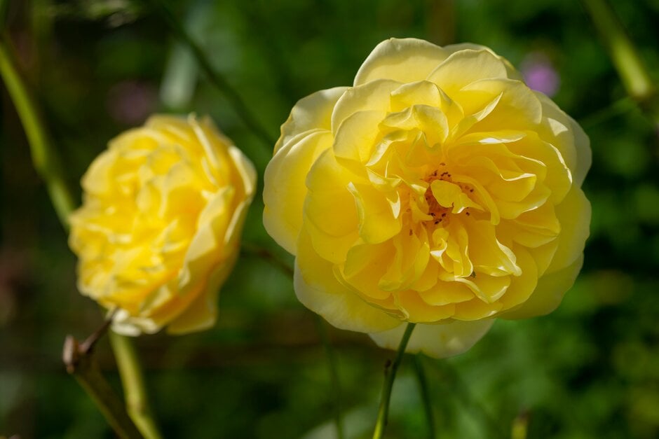 Rosa Graham Thomas (&Ausmas&) (S) | rose [Graham Thomas] Climber Wall ...