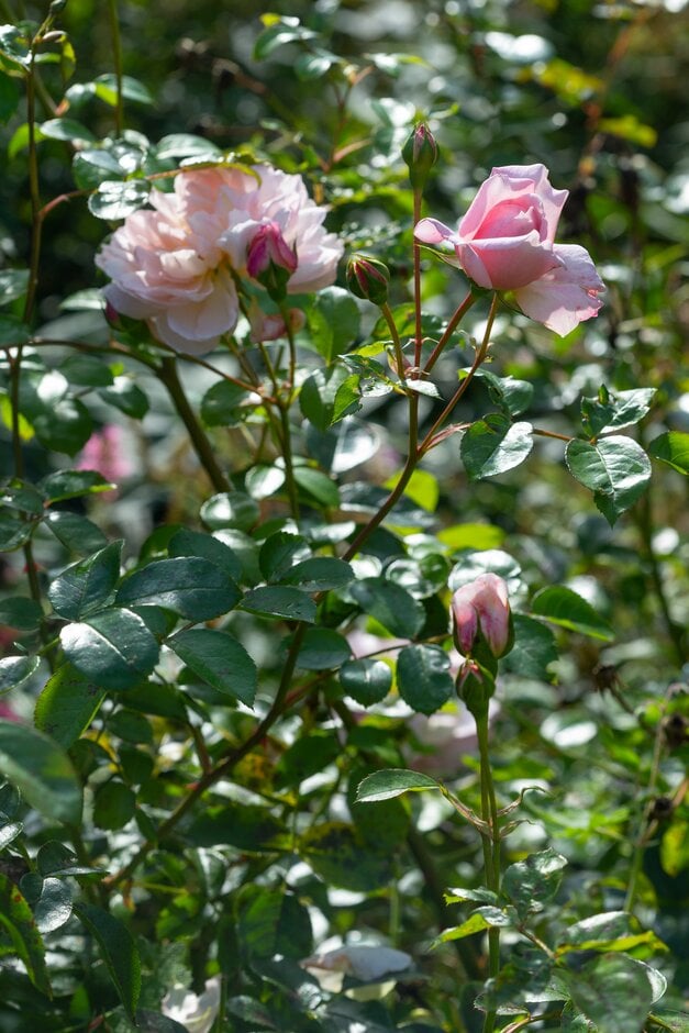 Rosa &Ausbonny&PBR | rose [Wildeve] Shrubs/RHS Gardening