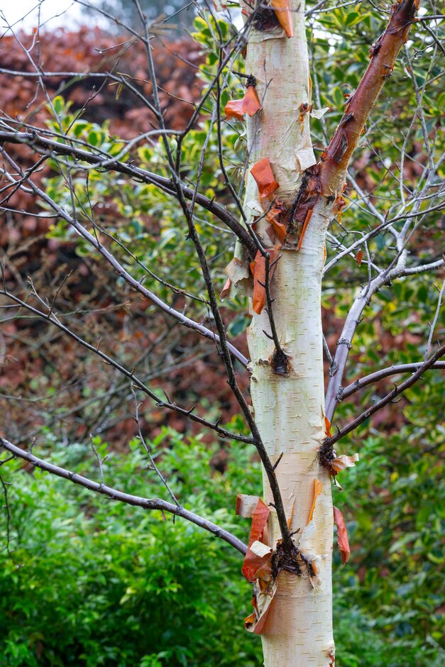 Betula albosinensis | Chinese red birch Trees/RHS Gardening