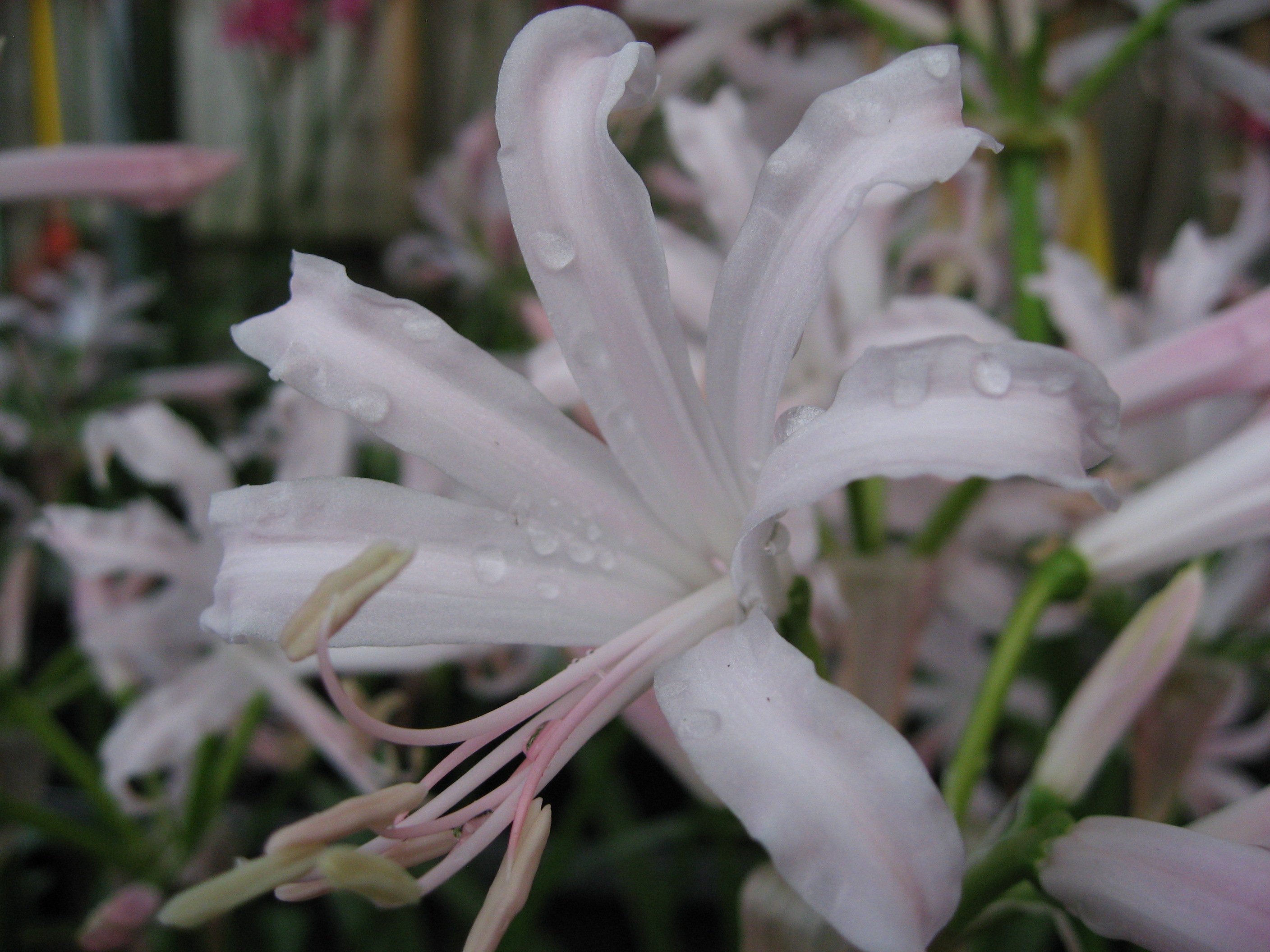 Nerine &Ostara& | Bowden lily &Ostara& Bulbs/RHS Gardening