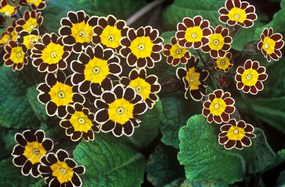 Primula Gold-laced Group (Pr/Poly) | polyanthus Gold-laced Group ...