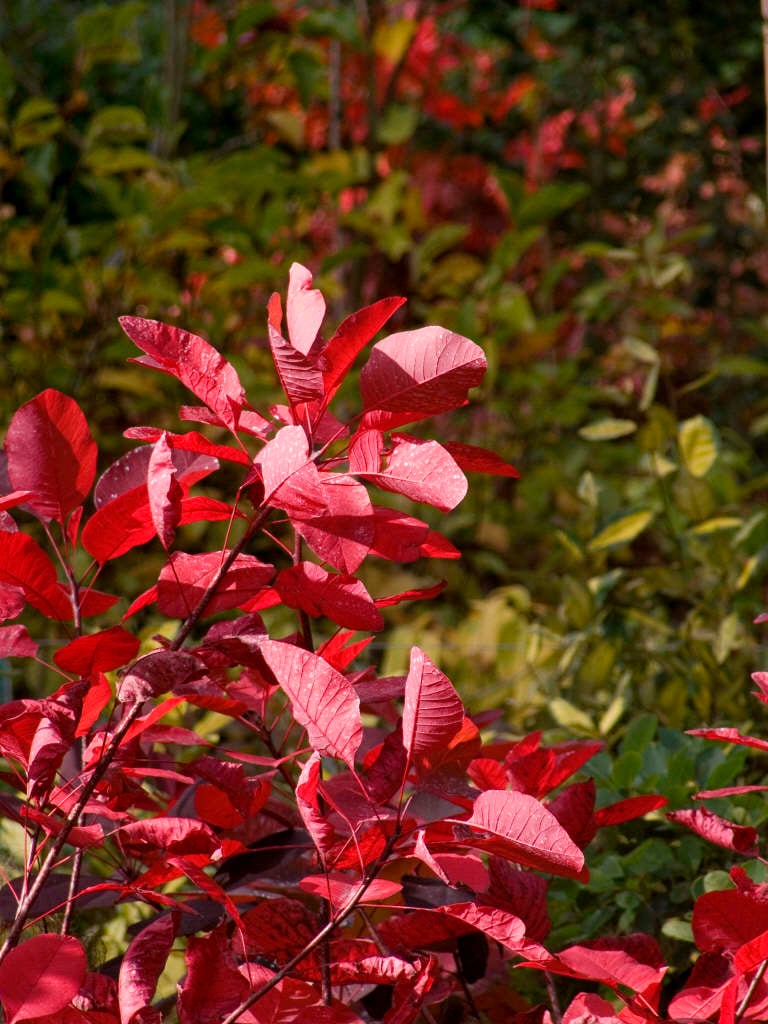 Cotinus 'Grace' | smokewood 'Grace'/RHS Gardening