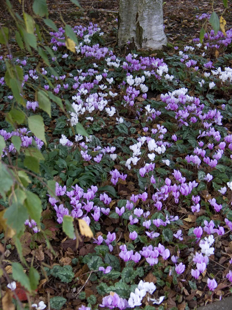 Cyclamen hederifolium | ivy-leaved cyclamen Bulbs/RHS Gardening