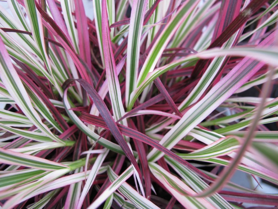Pennisetum x advena 'Fireworks' (PBR) (v) | fountain grass 'Fireworks ...