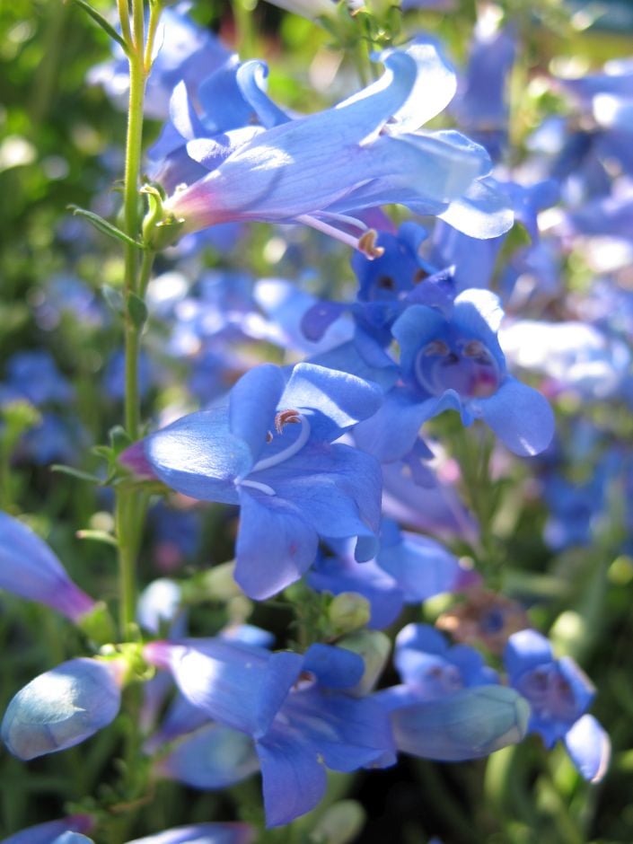 Penstemon heterophyllus &Blue Spring& | penstemon &Blue Spring ...