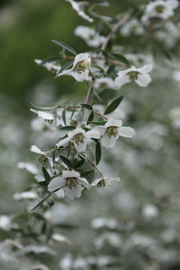 Philadelphus maculatus &Sweet Clare& | mock orange &Sweet Clare& Shrubs ...