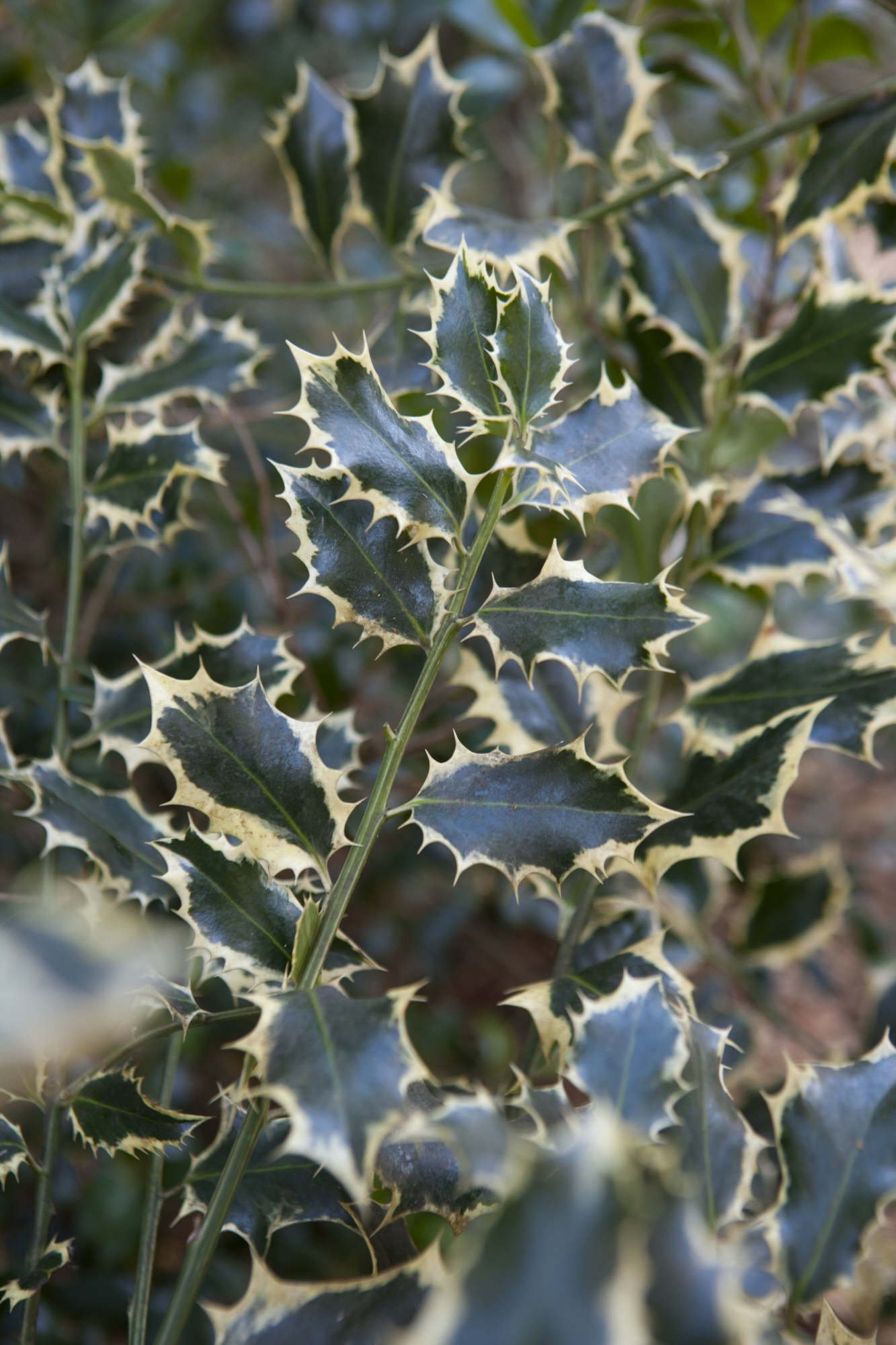 Ilex aquifolium 'Elegantissima' (m/v) | holly 'Elegantissima'/RHS Gardening