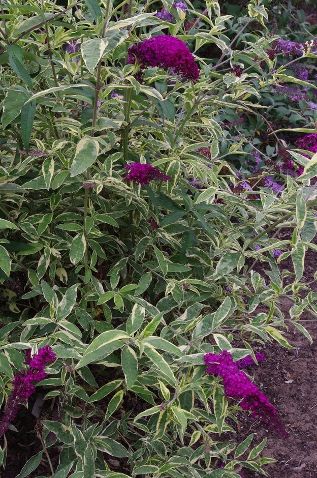 Buddleja davidii Masquerade (&Notbud&) (v) | butterfly bush [Masquerade ...