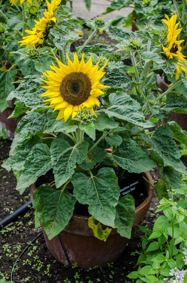 Helianthus annuus &Choco Sun&PBR | sunflower &Choco Sun& Annual ...