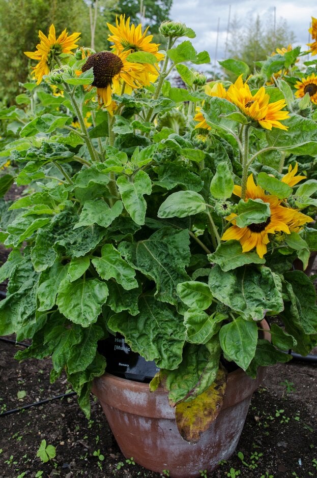 Helianthus annuus Music Box Mixed | sunflower Music Box Mixed Annual ...