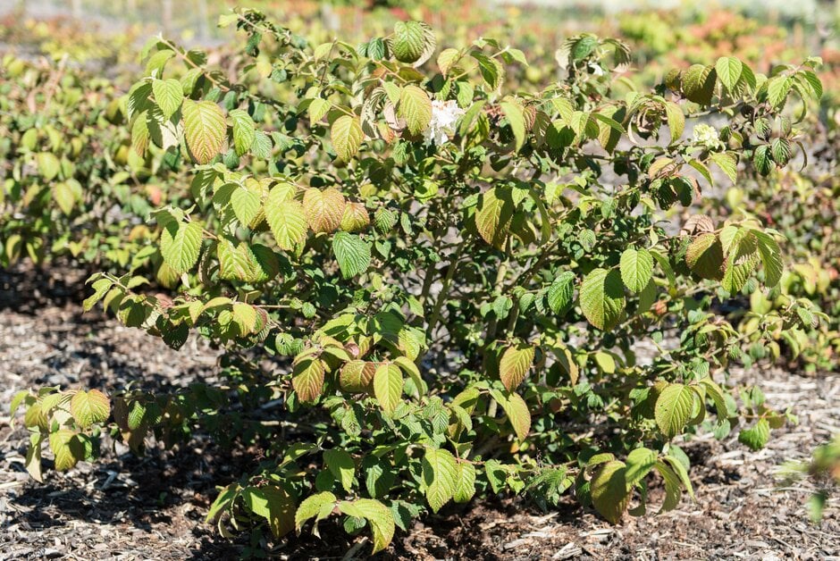 Viburnum plicatum f. plicatum &Popcorn& | Japanese snowball &Popcorn ...