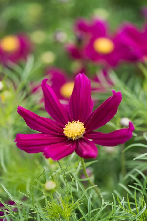 Cosmos bipinnatus &Casanova Violet& (Casanova Series) | cosmea ...