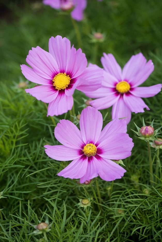 Cosmos bipinnatus &Casanova Pink& (Casanova Series) | cosmea &Casanova ...