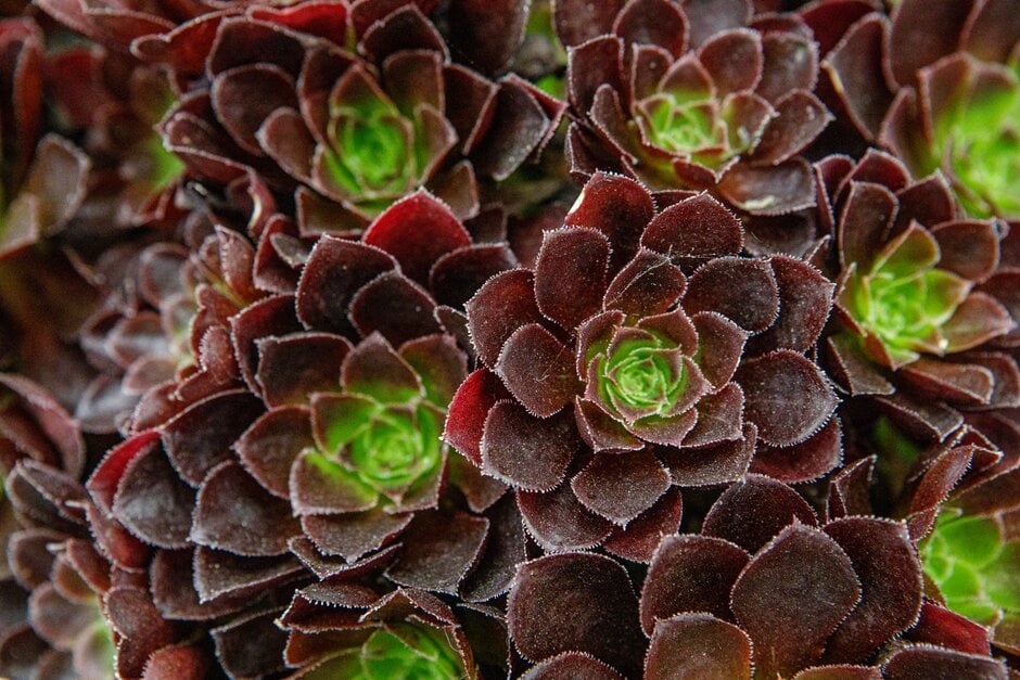 × Semponium &Halo& | Cactus Succulent/RHS Gardening