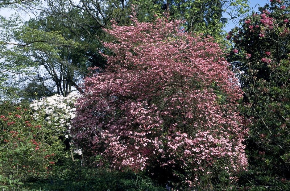 Cornus florida f. rubra | flowering dogwood red-form Shrubs/RHS Gardening