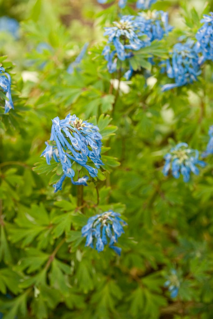Corydalis &Tory MP& | corydalis &Tory MP& Herbaceous Perennial/RHS ...
