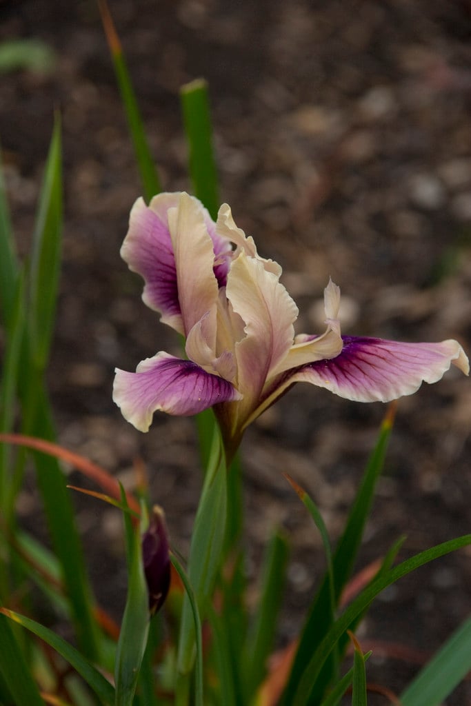 Iris Californian hybrids | iris Californian hybrids/RHS Gardening