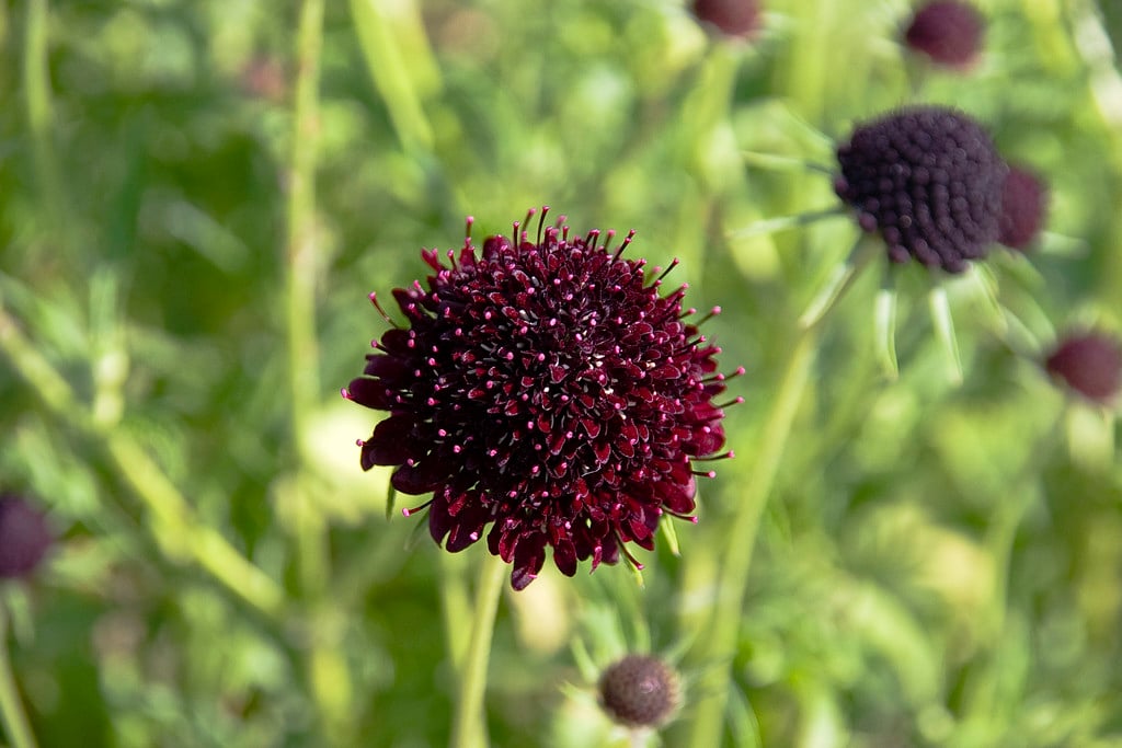 Scabiosa atropurpurea &Chile Black& | sweet scabious &Chile Black ...