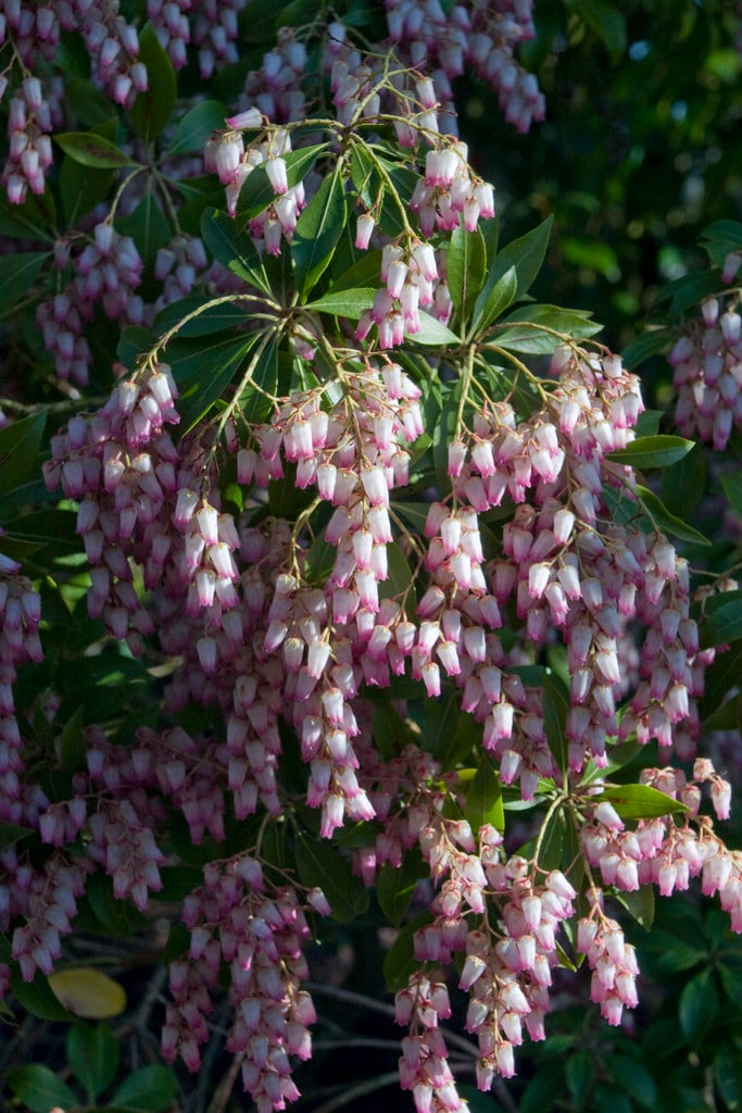 Pieris japonica 'Christmas Cheer' | pieris 'Christmas Cheer'/RHS Gardening
