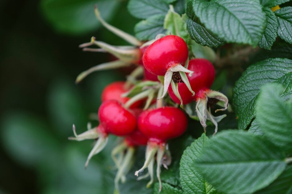 Rosa rugosa &Rubra& (Ru) | red Japanese rose Shrubs/RHS Gardening