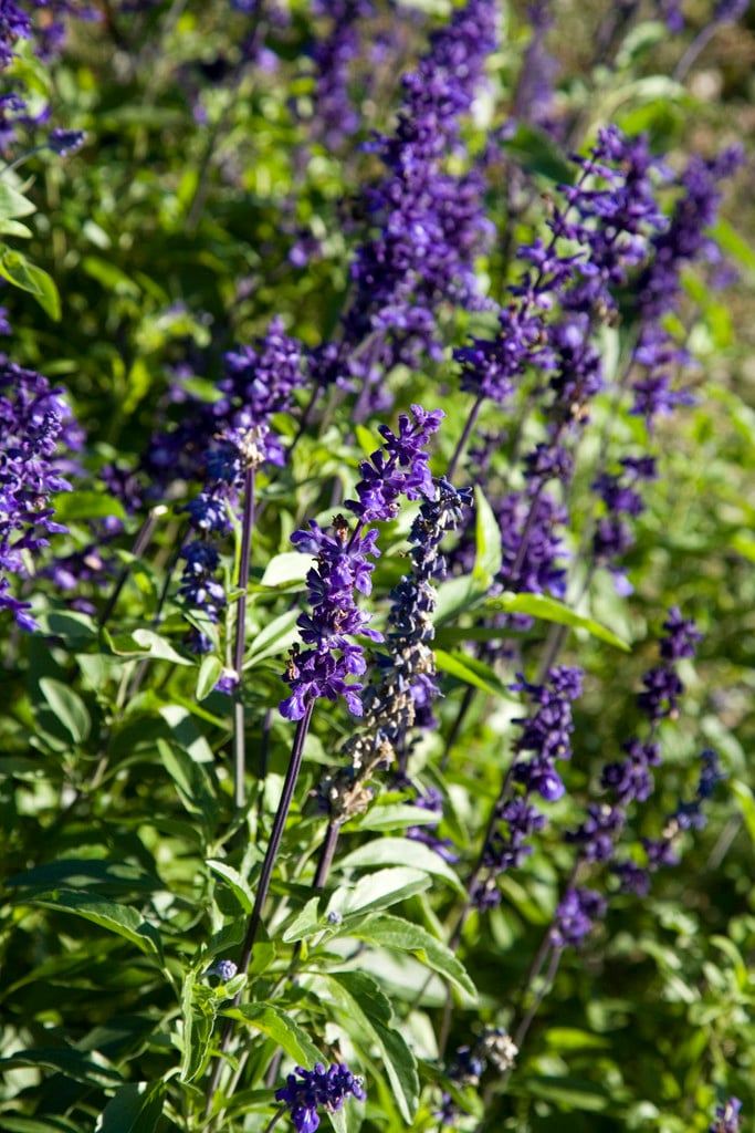 Salvia farinacea 'Victoria' | mealy cup sage 'Victoria'/RHS Gardening