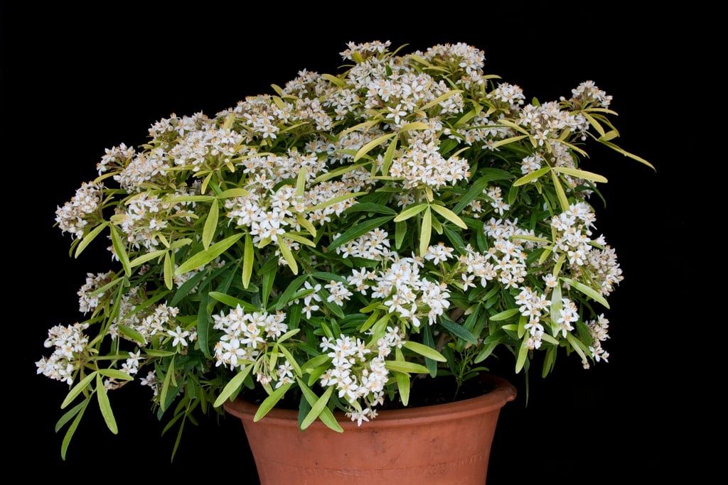 Choisya x dewitteana 'Aztec Gold' (PBR) | Mexican orange 'Aztec Gold ...