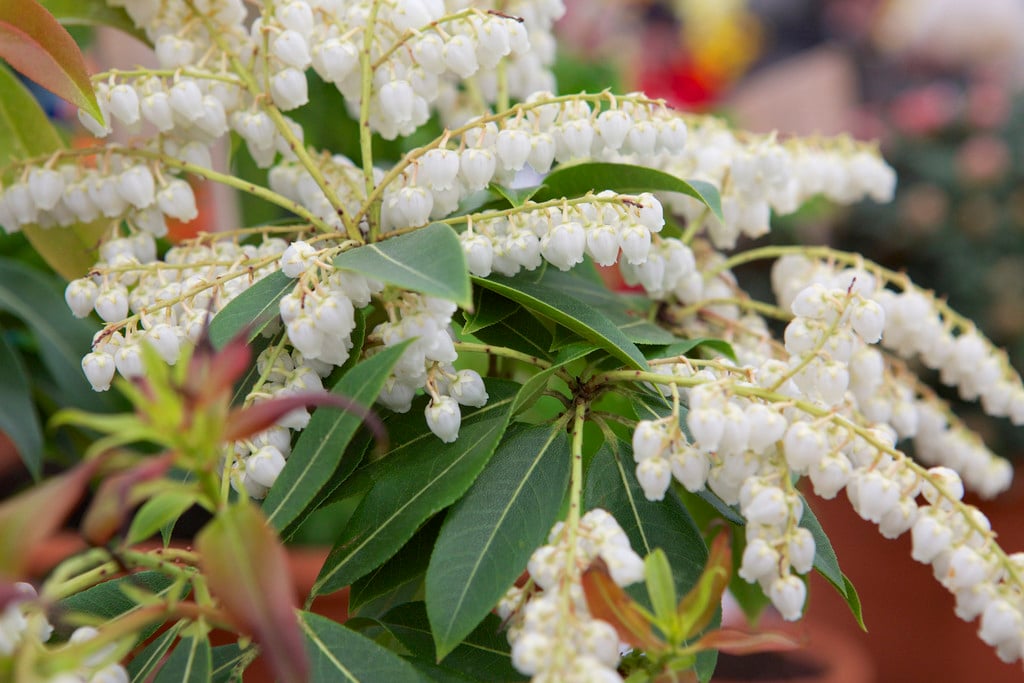 Pieris formosa var. forrestii | /RHS Gardening
