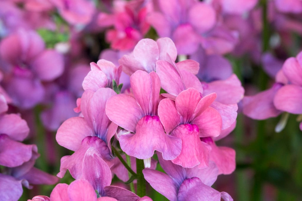 Nemesia Pink Lagoon (&Penpink&) (Maritana Series) | nemesia [Pink ...