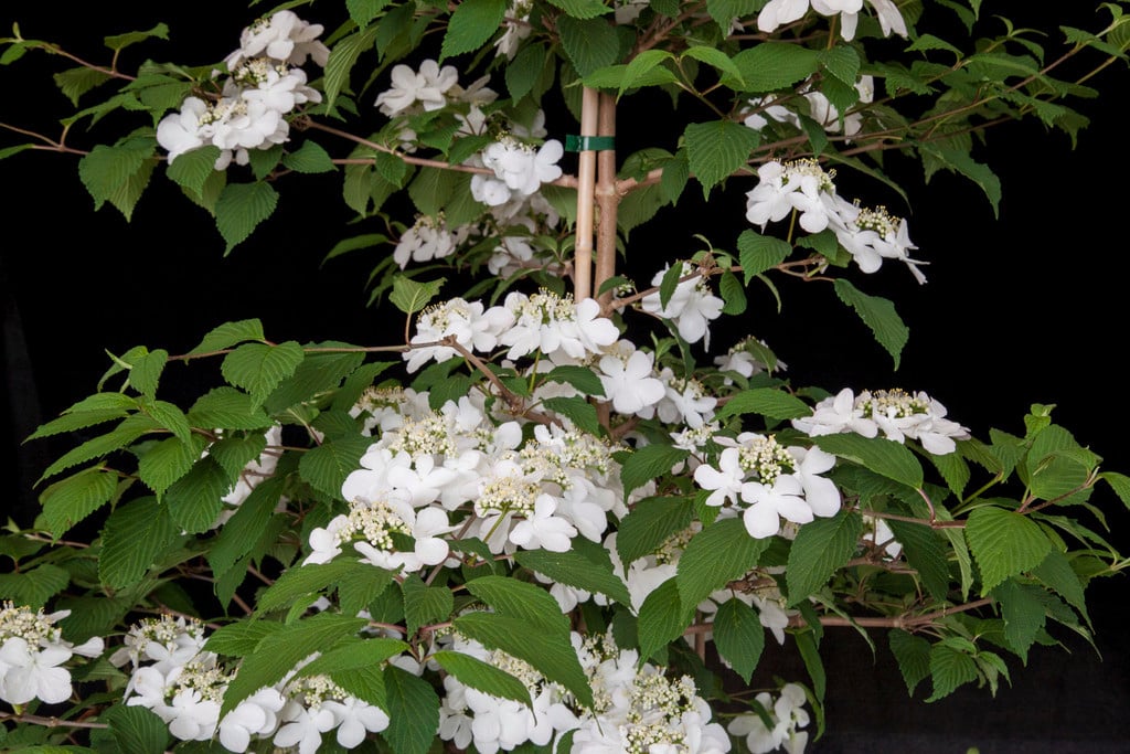 Viburnum plicatum f. tomentosum Kilimanjaro (&Jww1&PBR) | Japanese ...
