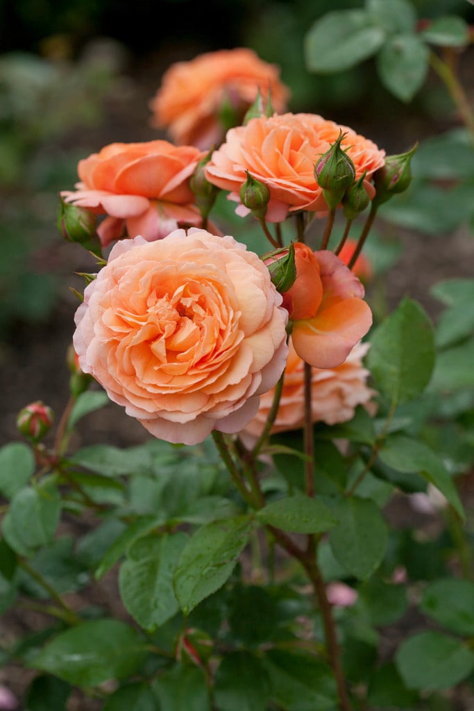 Rosa Louise Clements (&Clelou&) (S) | rose [Louise Clements] Roses/RHS ...