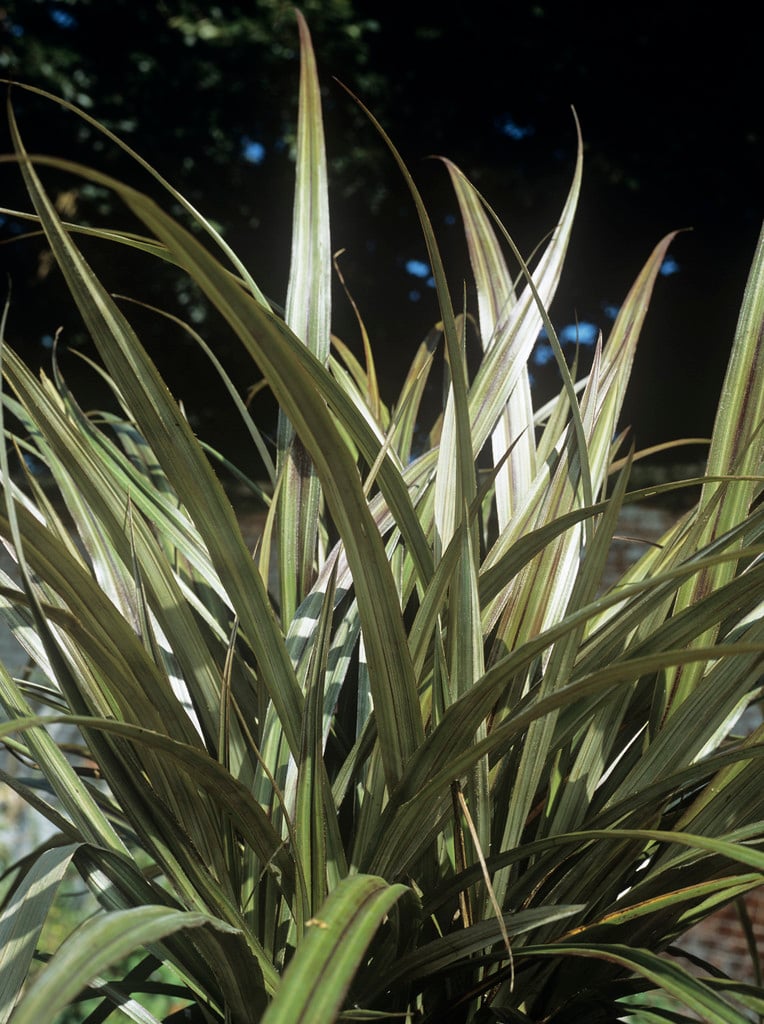 Astelia nervosa &Westland& | bush flax &Westland& Herbaceous Perennial ...