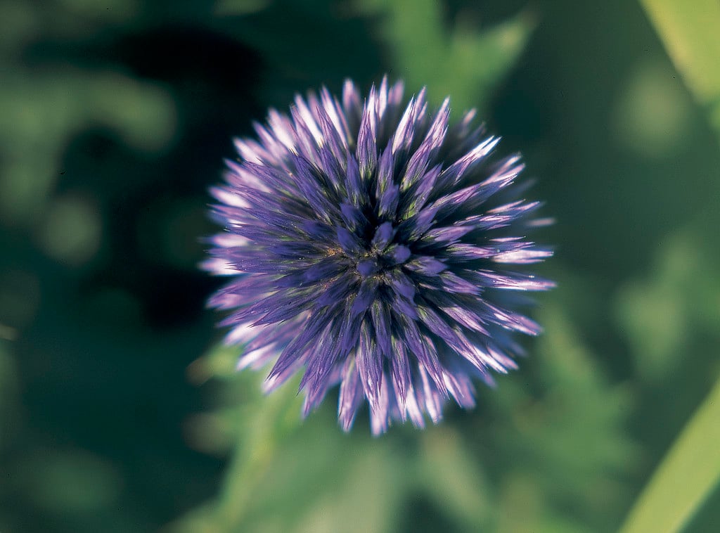 Echinops ritro 'Veitch's Blue' | globe thistle 'Veitch's Blue'/RHS ...