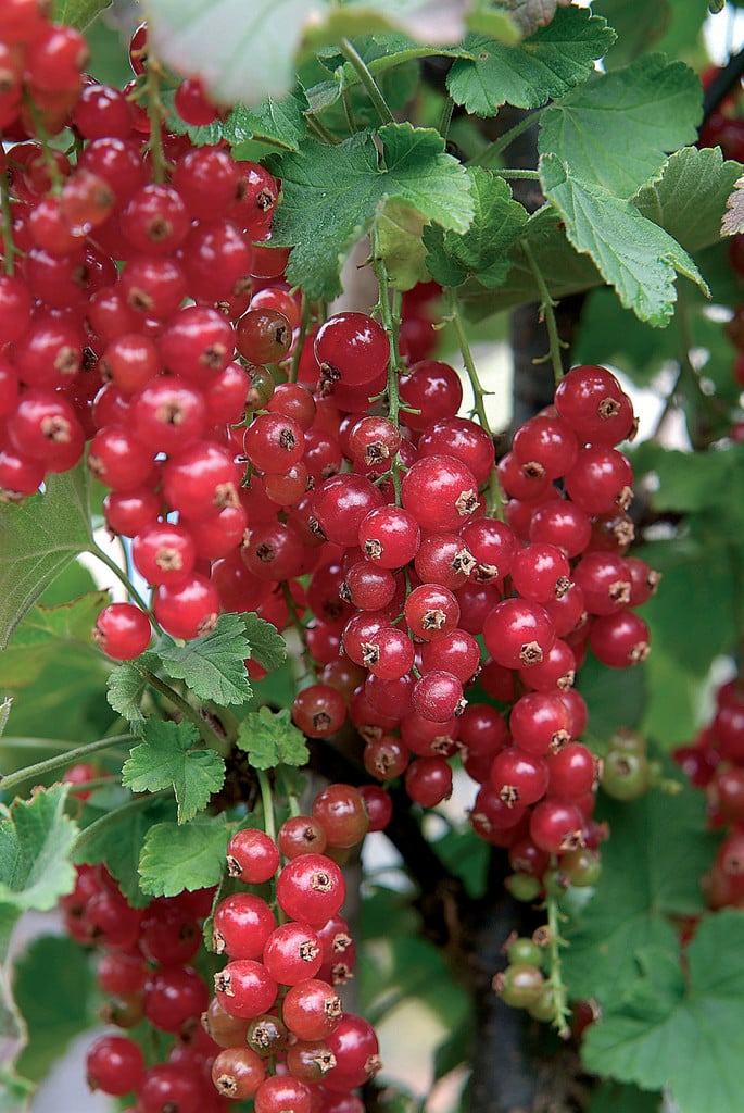 Ribes rubrum | common redcurrant Fruit Edible/RHS Gardening