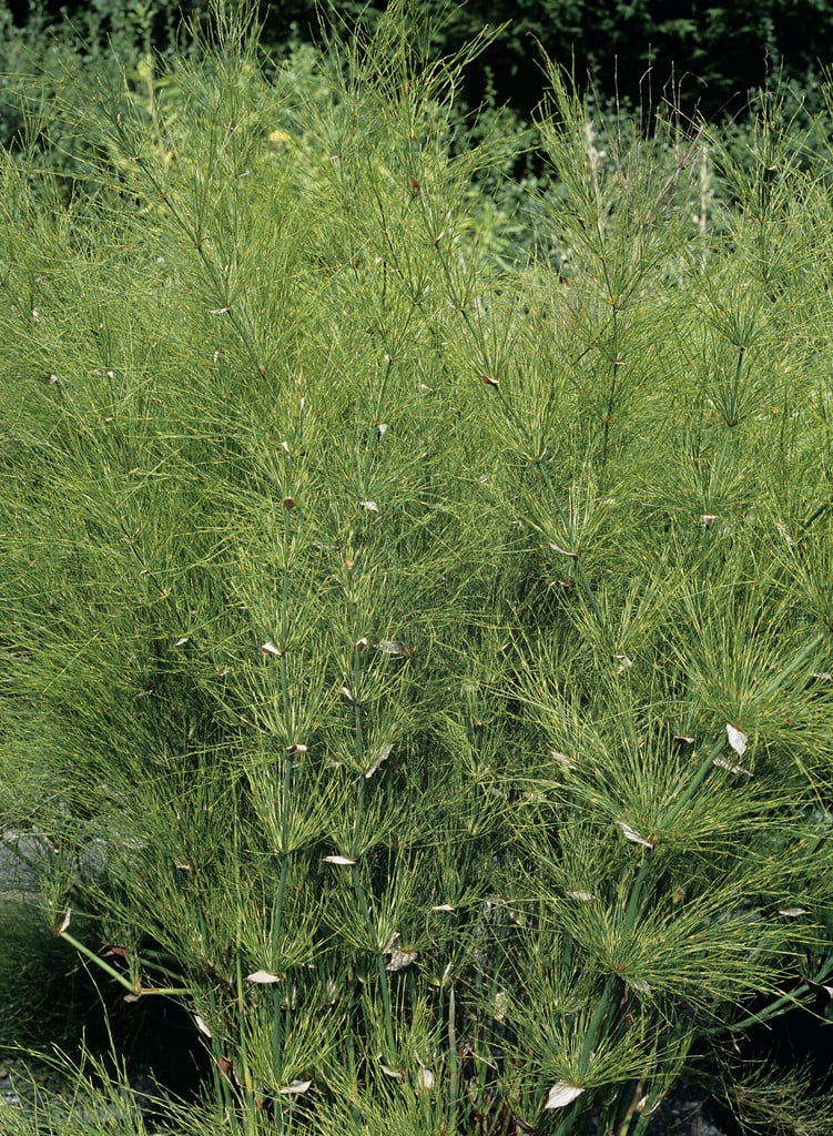 Elegia capensis | horsetail restio Grass Like/RHS Gardening
