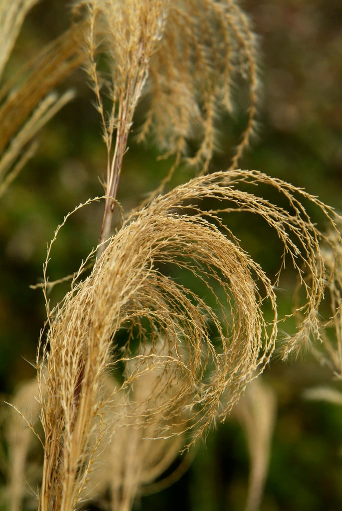 Miscanthus nepalensis | Himalayan fairy grass Grass Like/RHS Gardening