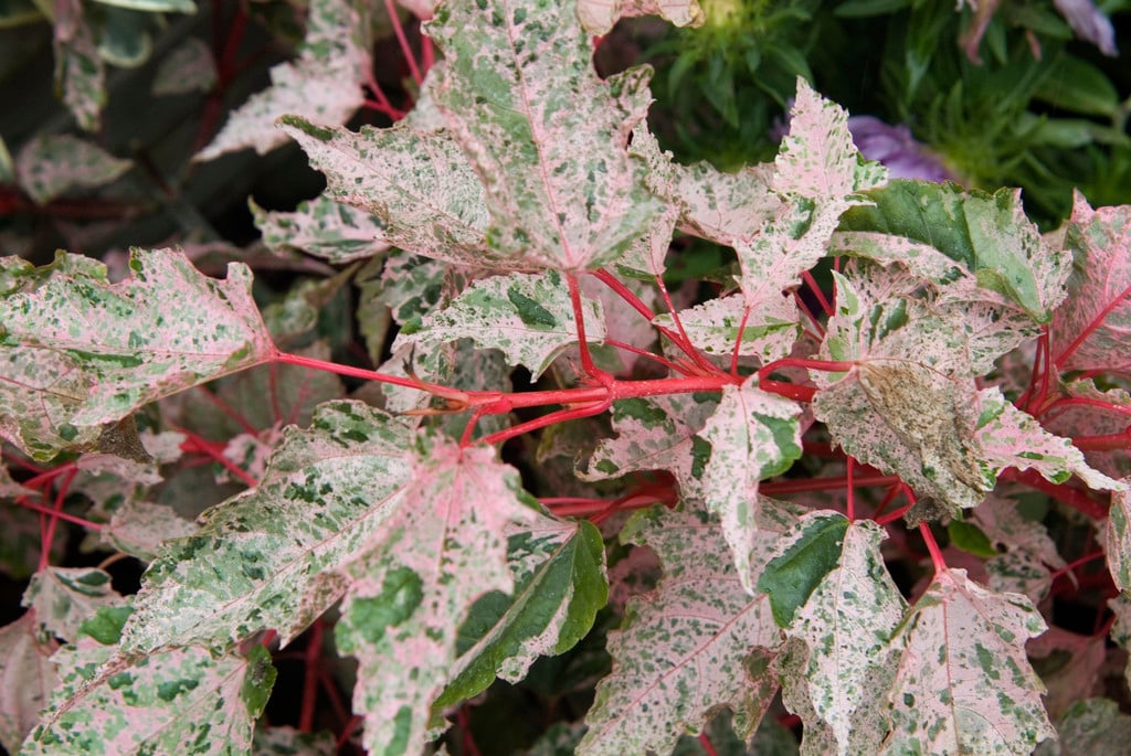 Acer &Red Flamingo& (v) | maple &Red Flamingo& Shrubs/RHS Gardening