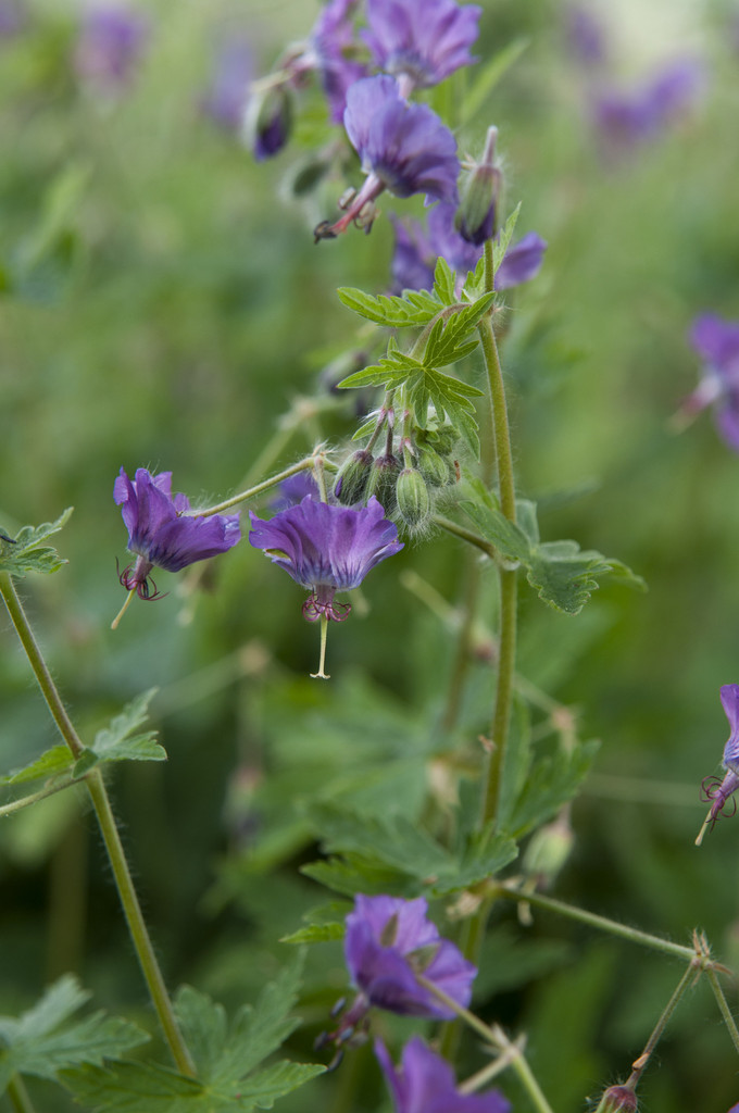 Geranium × monacense &Anglicum& | English Munich cranesbill Herbaceous ...