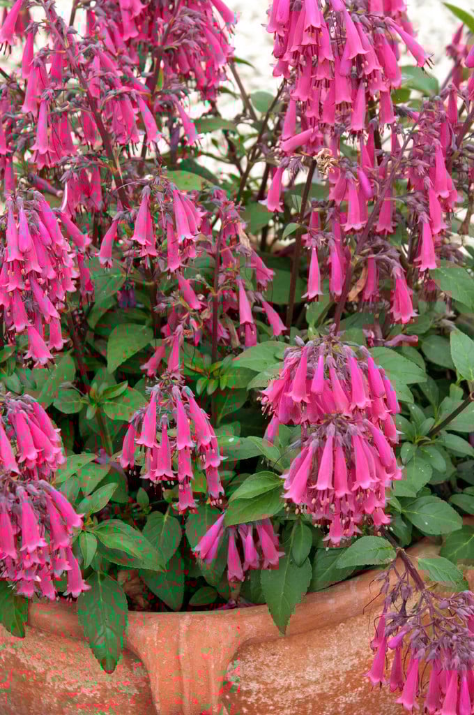 Phygelius &Kerphyros&PBR | Cape figwort [Candy Drops Deep Rose] Shrubs ...