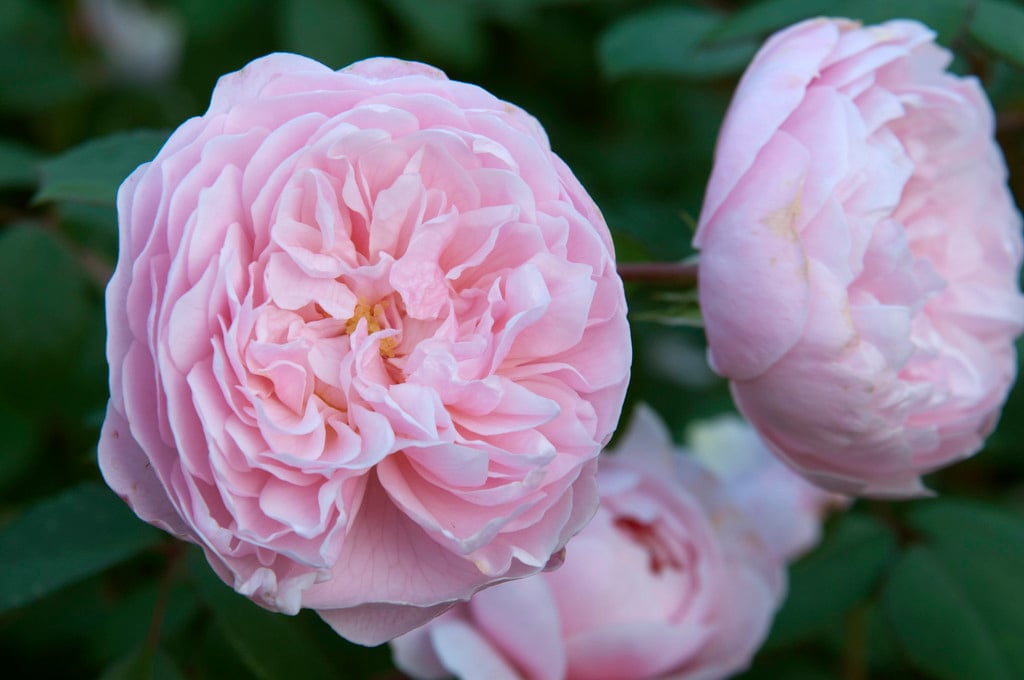 Rosa [Wisley 2008] = 'Ausbreeze' (PBR) (S) | rose [Wisley 2008]/RHS ...