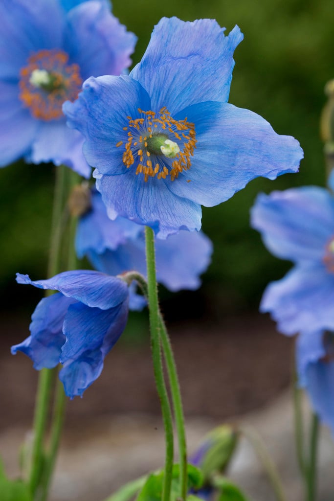 Meconopsis &Crewdson Hybrids& | Himalayan blue poppy &Crewdson Hybrid ...