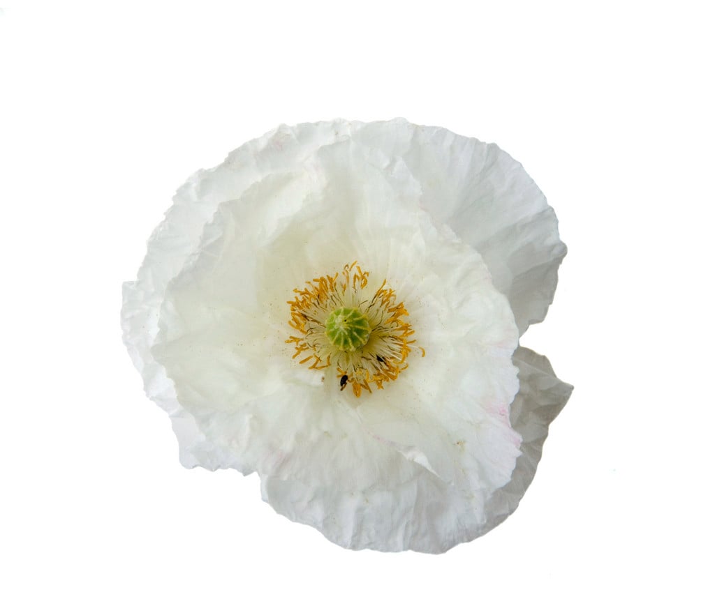 Papaver rhoeas &Bridal Silk& | poppy &Bridal Silk& Annual Biennial/RHS ...