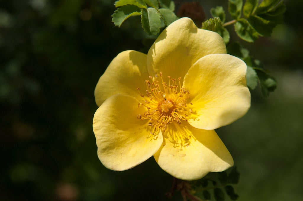 Rosa ecae &Helen Knight& | rose &Helen Knight& Shrubs/RHS Gardening