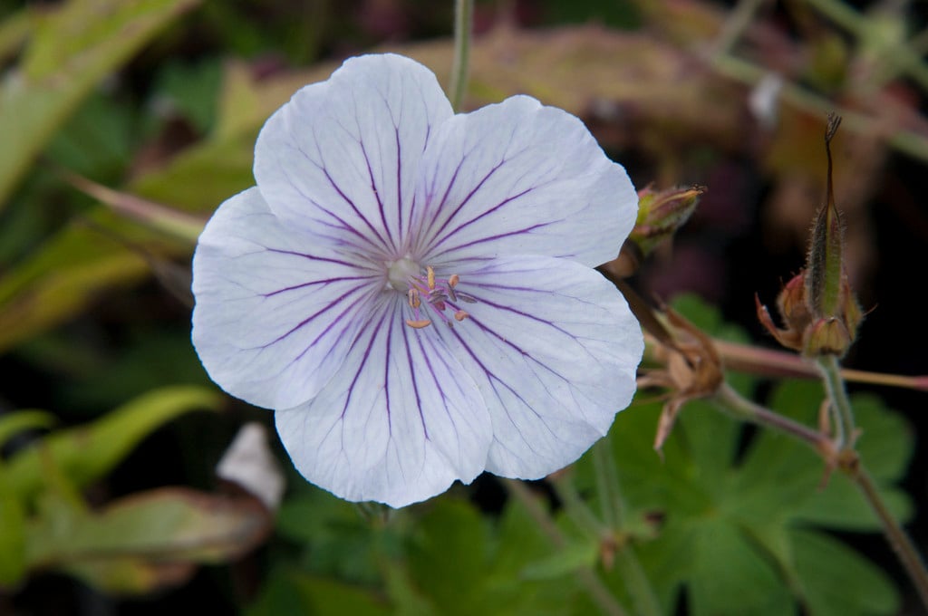 Geranium himalayense &Derrick Cook& | Himalayan cranesbill &Derrick ...